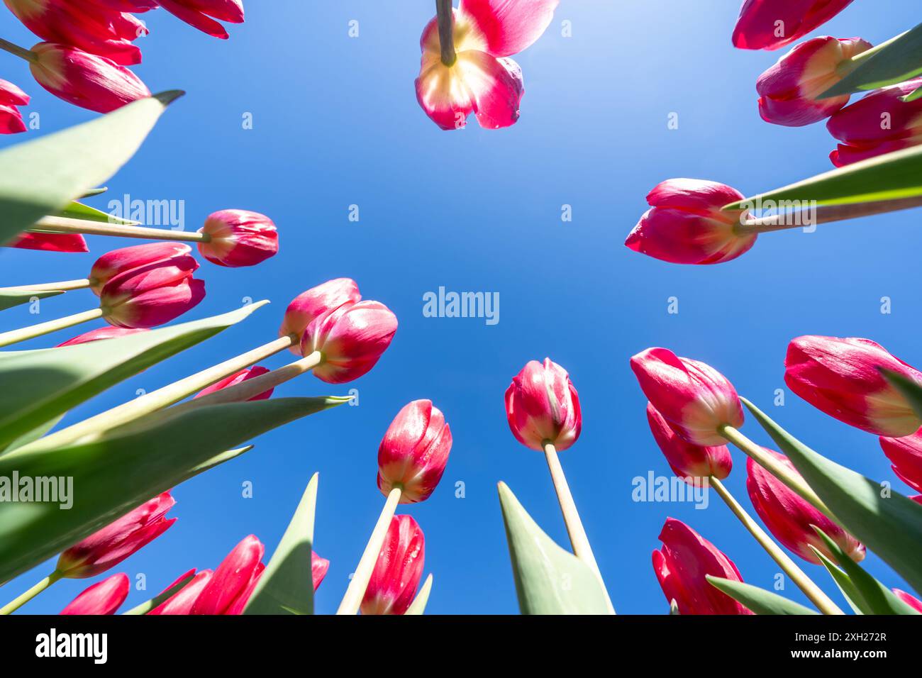 Wide angle perspective of tulips, looking up at the sky. Burnside Farms ...