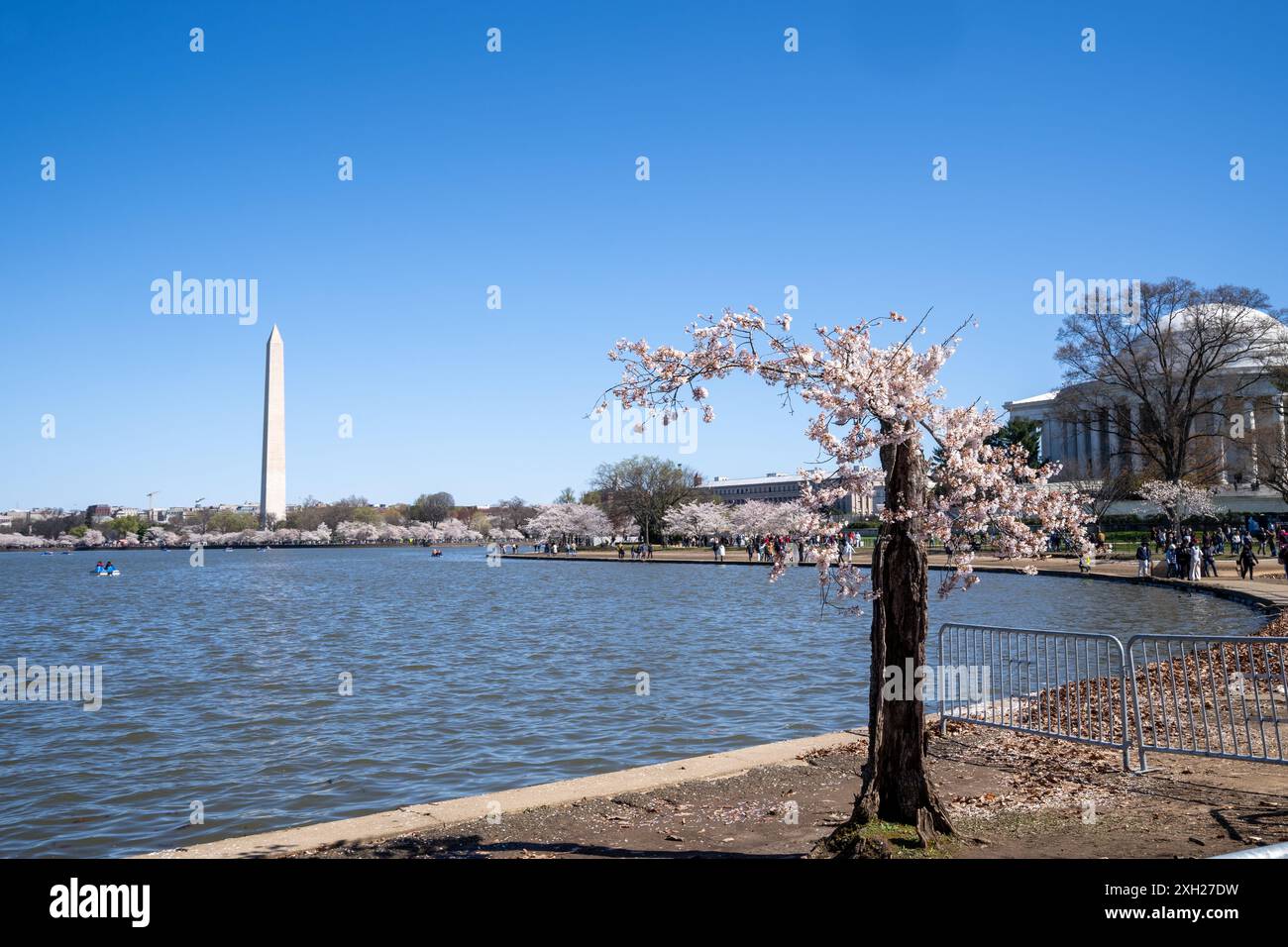 Stumpy, the beloved cherry blossom tree on the tidal basin in ... Stumpy, the beloved cherry blossom tree on the tidal basin in ...