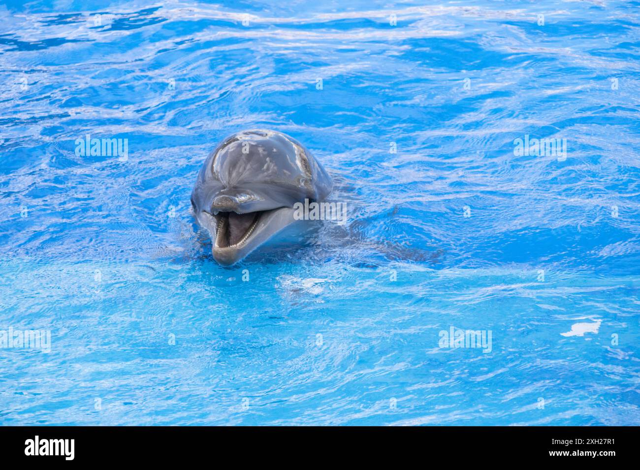 Dolphin in the pool looking at camera Stock Photo - Alamy
