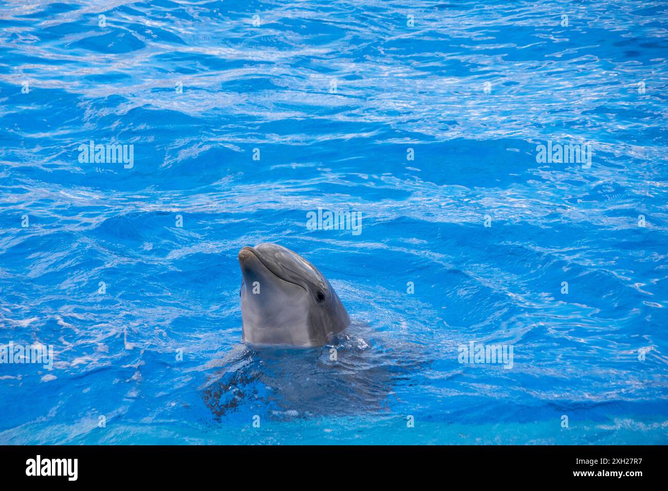 Portrait of a dolphin swimming Stock Photo - Alamy