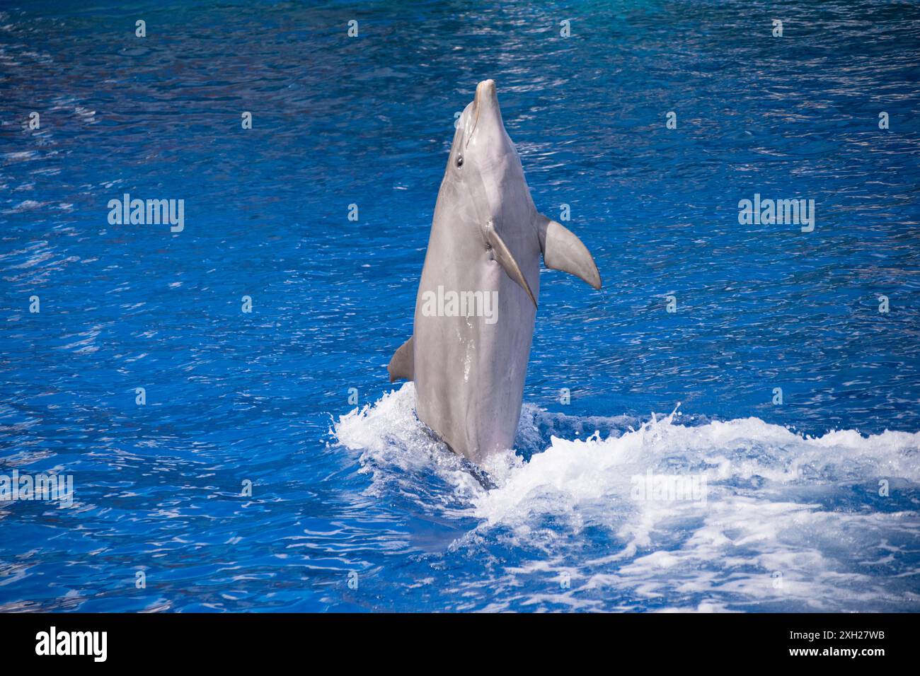 Dolphin tail hi-res stock photography and images - Alamy