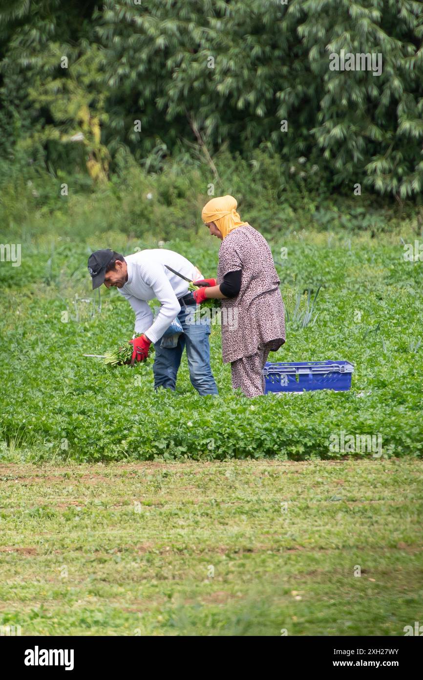 Dorney Reach, UK. 11th July, 2024. Seasonal farm workers were picking ...