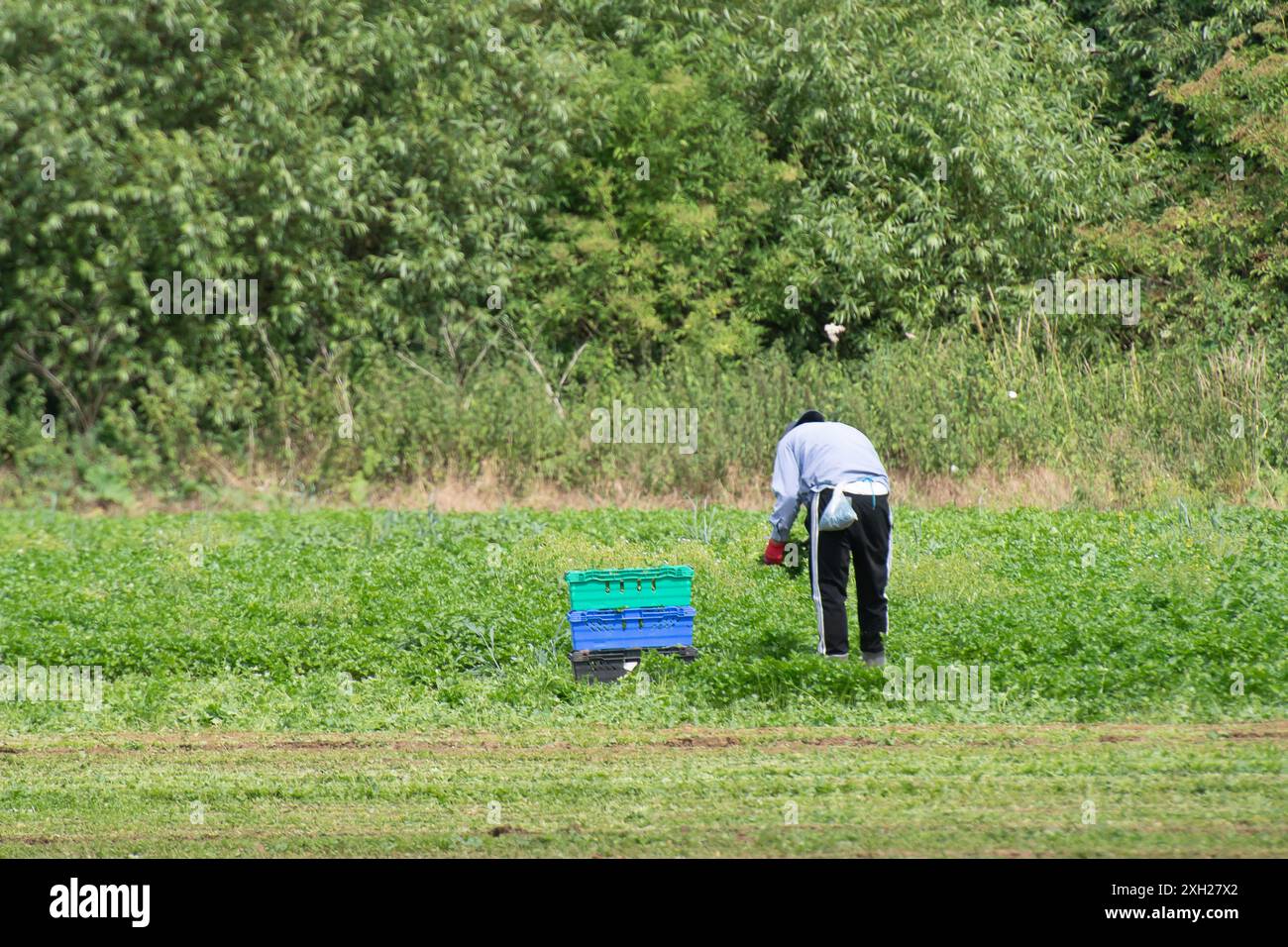 Seasonal workers scheme hi-res stock photography and images - Alamy
