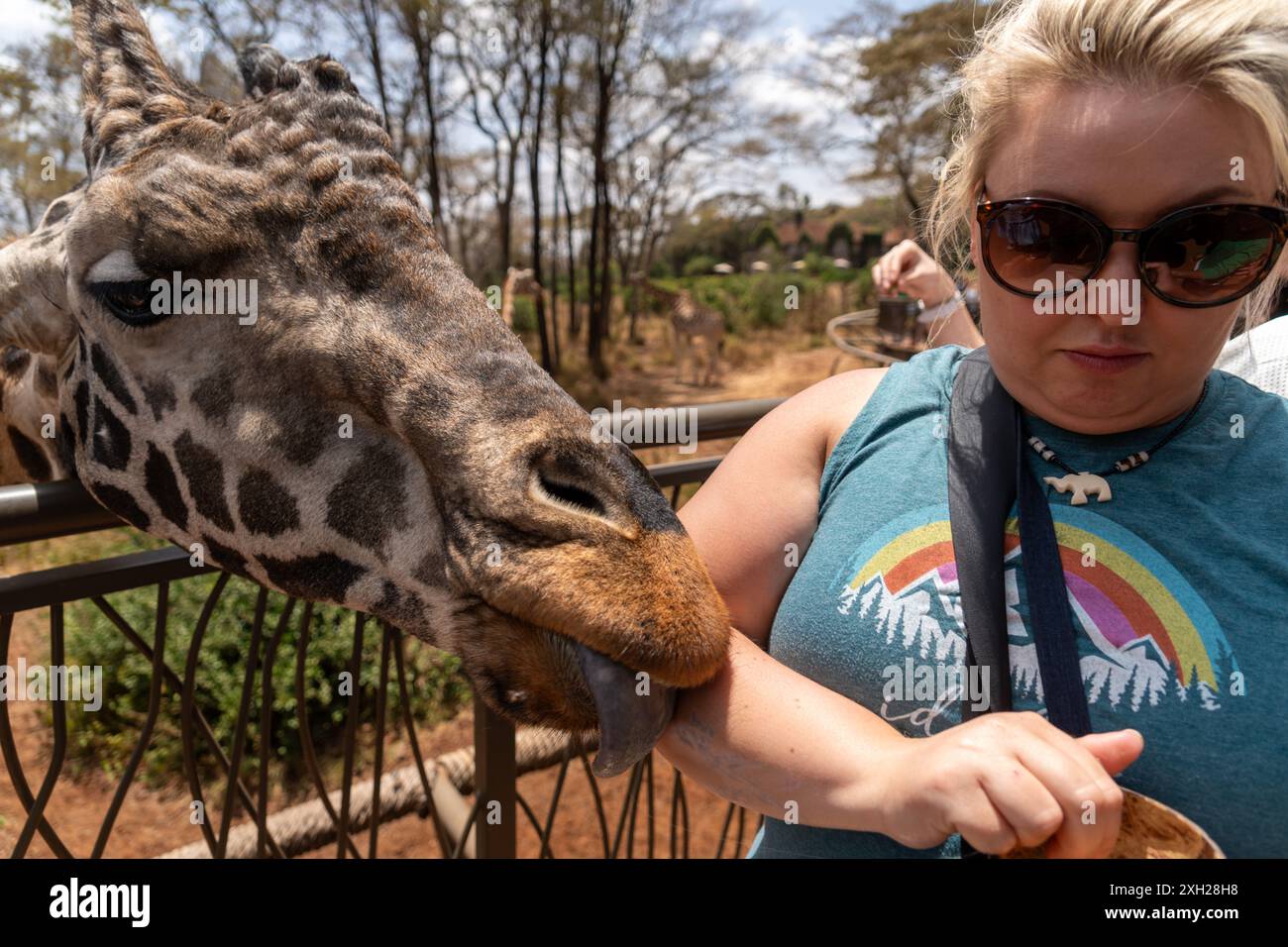 Woman is grossed out by a giraffe licking her at the Giraffe Center in ...