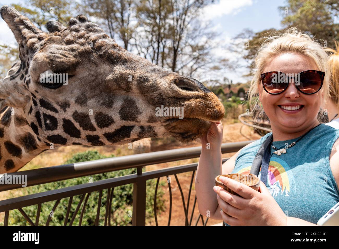Woman feeds a giraffe at the Giraffe Center in Nairobi Kenya Stock ...