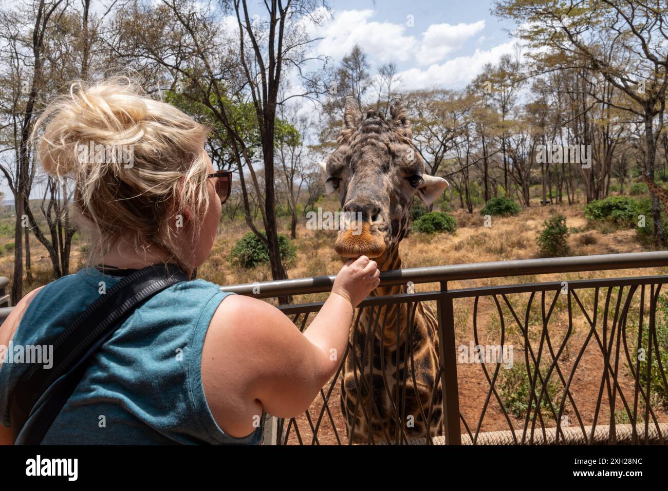 Woman feeds a giraffe at the Giraffe Center in Nairobi, Kenya Stock ...