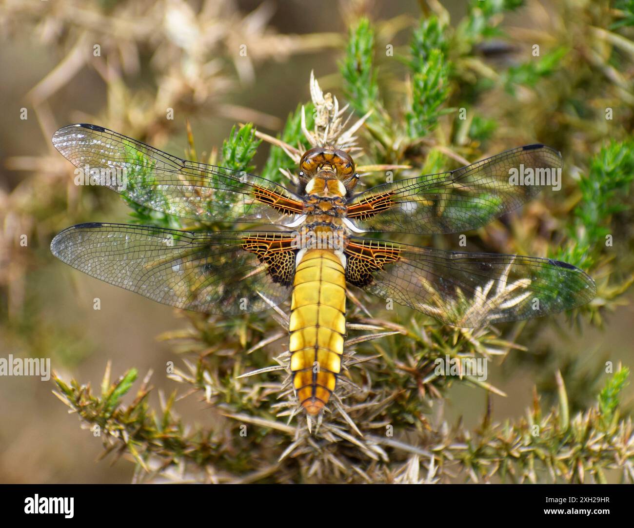 Female Broad-bodied chaser - Cornwall, UK Stock Photo - Alamy