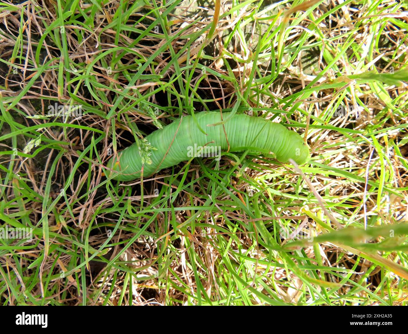 Thick lump hi-res stock photography and images - Alamy