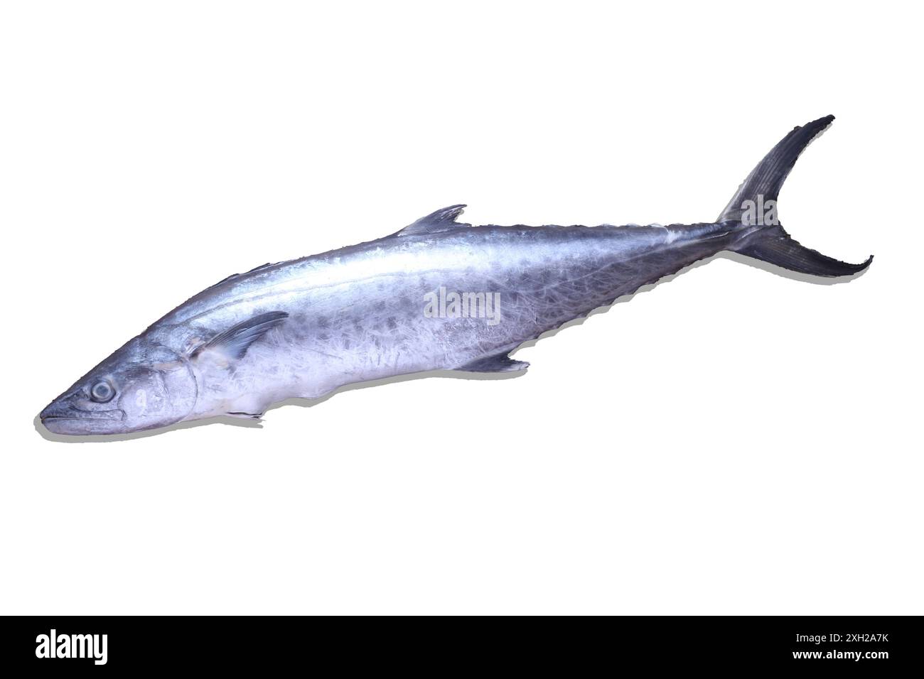 King fish also known as Spanish mackerel on white background . Seafood ...