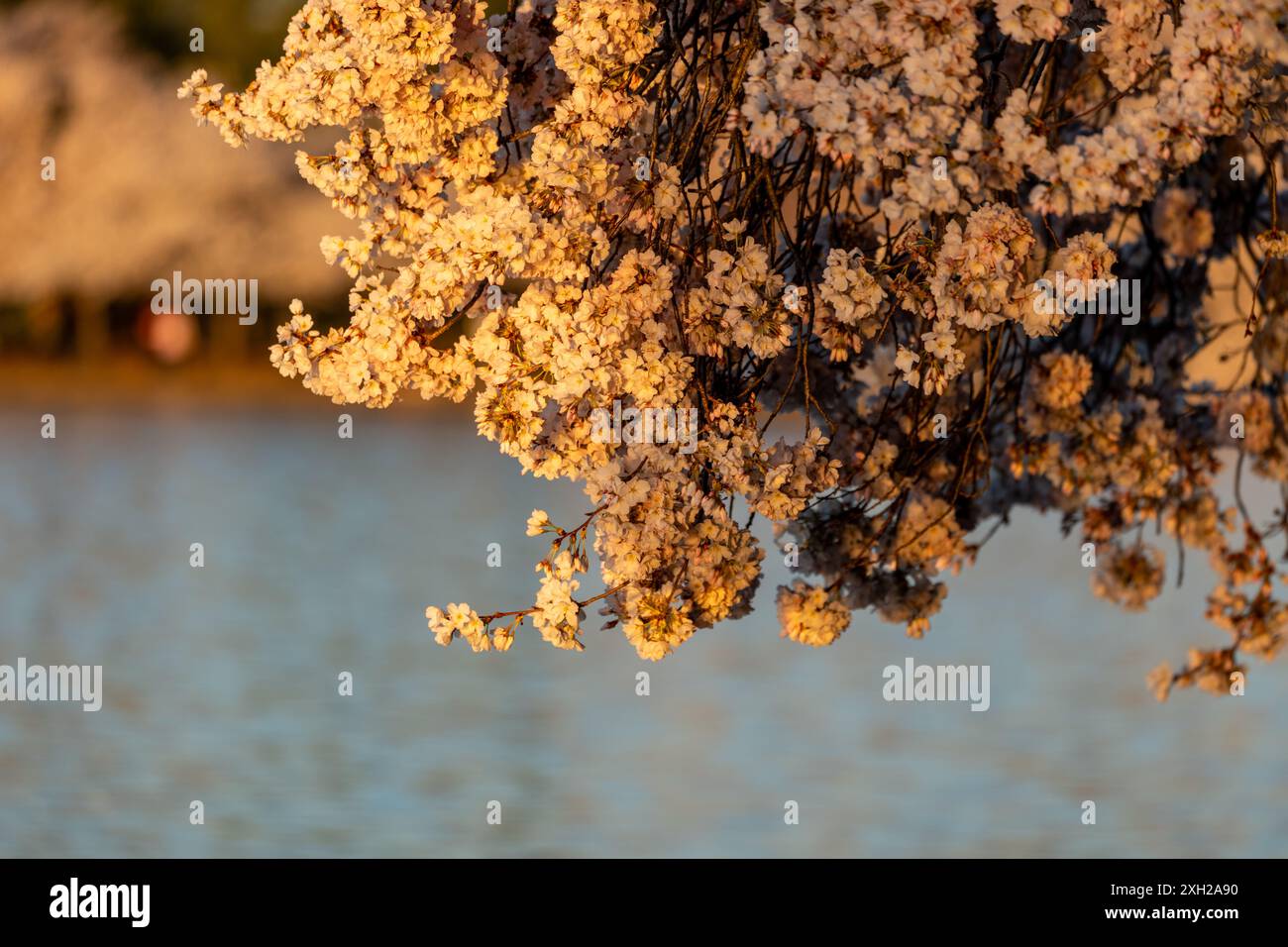 Cherry blossoms in the morning sunrise light at the Washington DC tidal ...