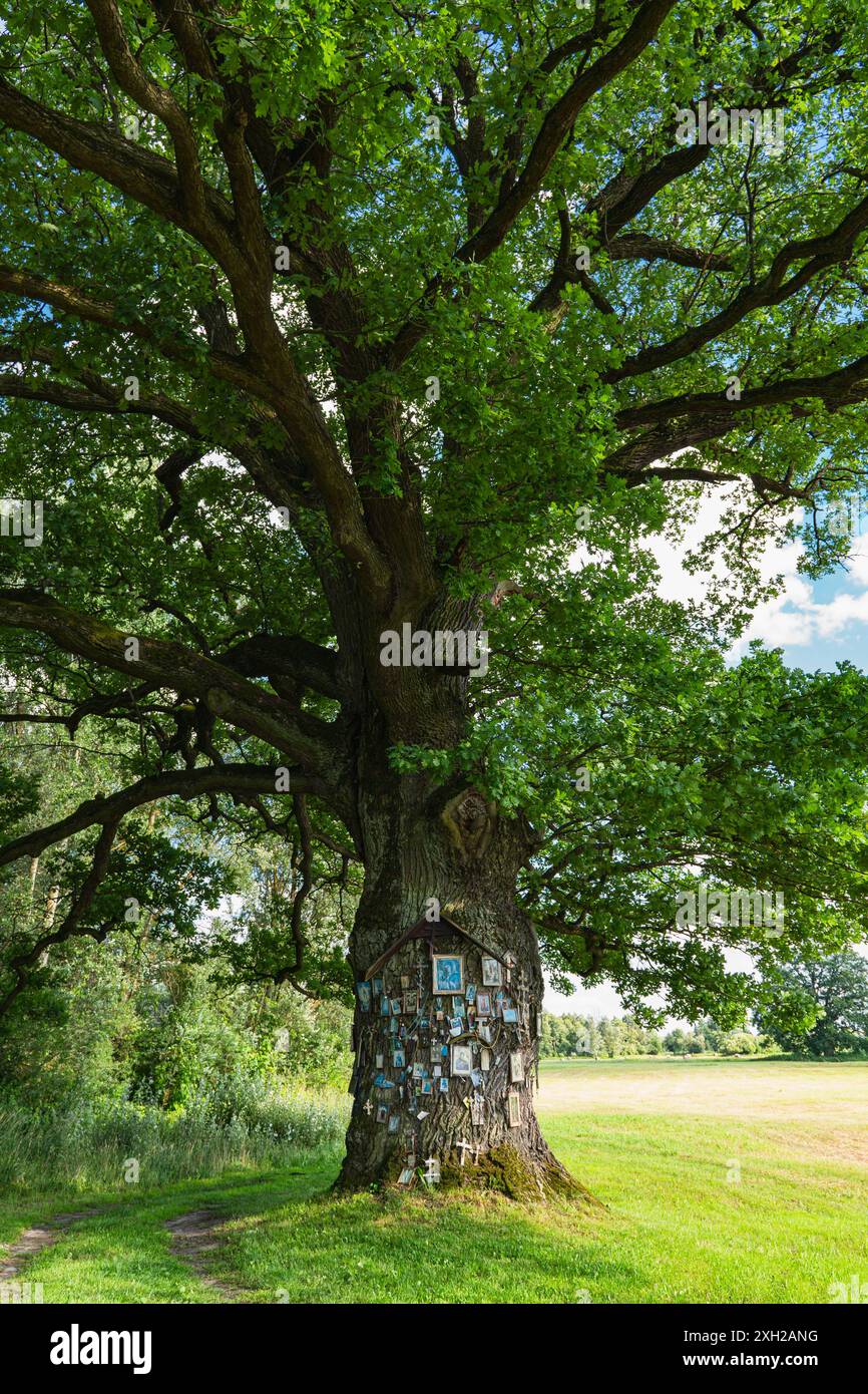Old oak tree with holy objects of Orthodox religion hanging on it Stock ...