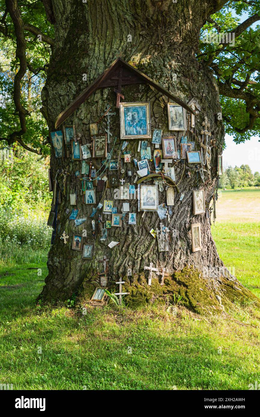 Old oak tree with holy objects of Orthodox religion hanging on it Stock ...