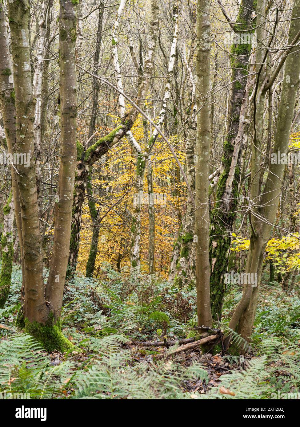 Stoke Wood above Stokesay Castle, Craven Arms, Shropshire, UK Stock ...
