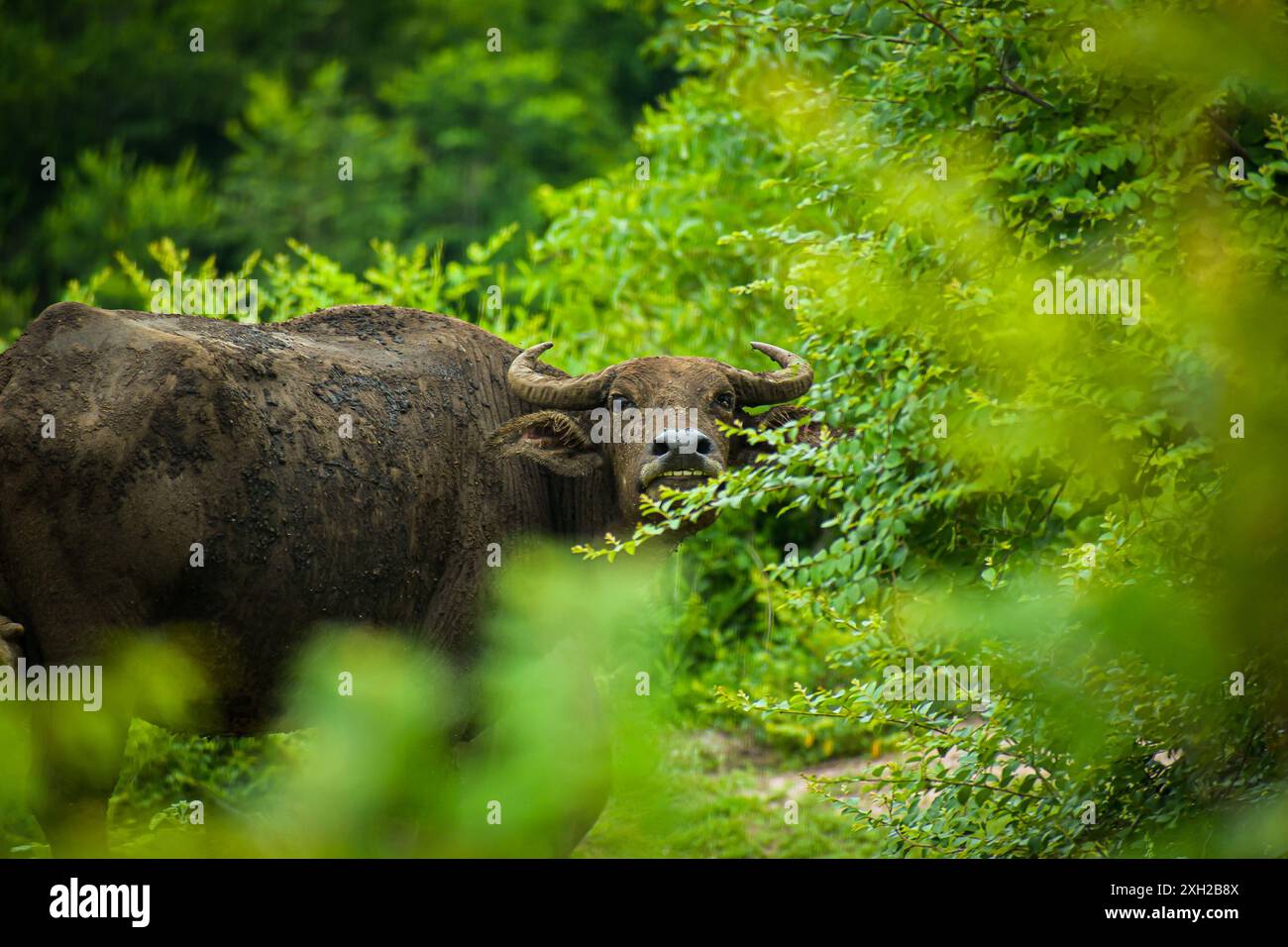 The buA friendly buffalo smiled at the photographer Stock Photo - Alamy