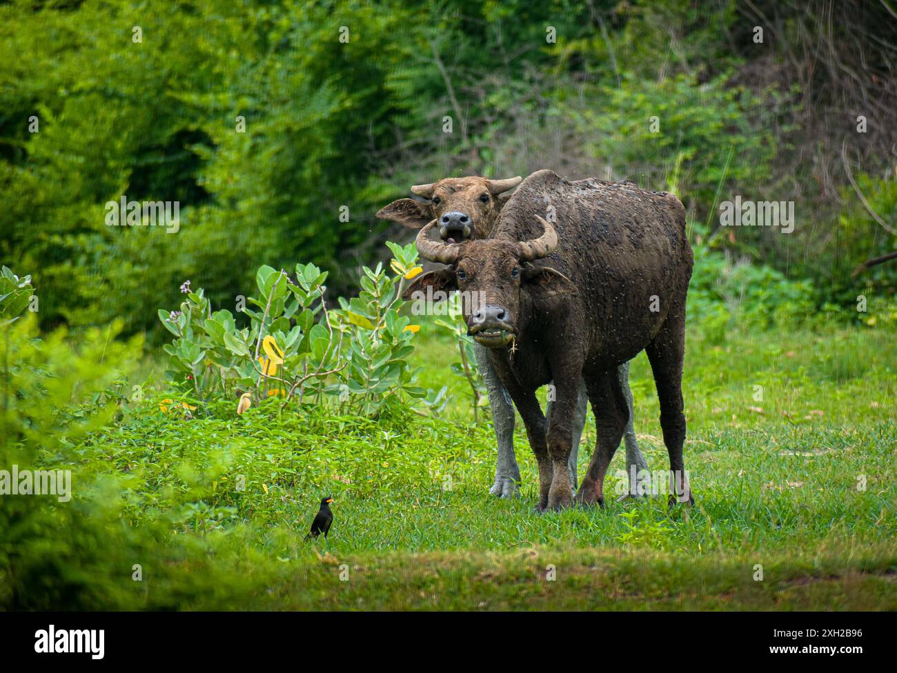 The buA friendly buffalo smiled at the photographer Stock Photo - Alamy