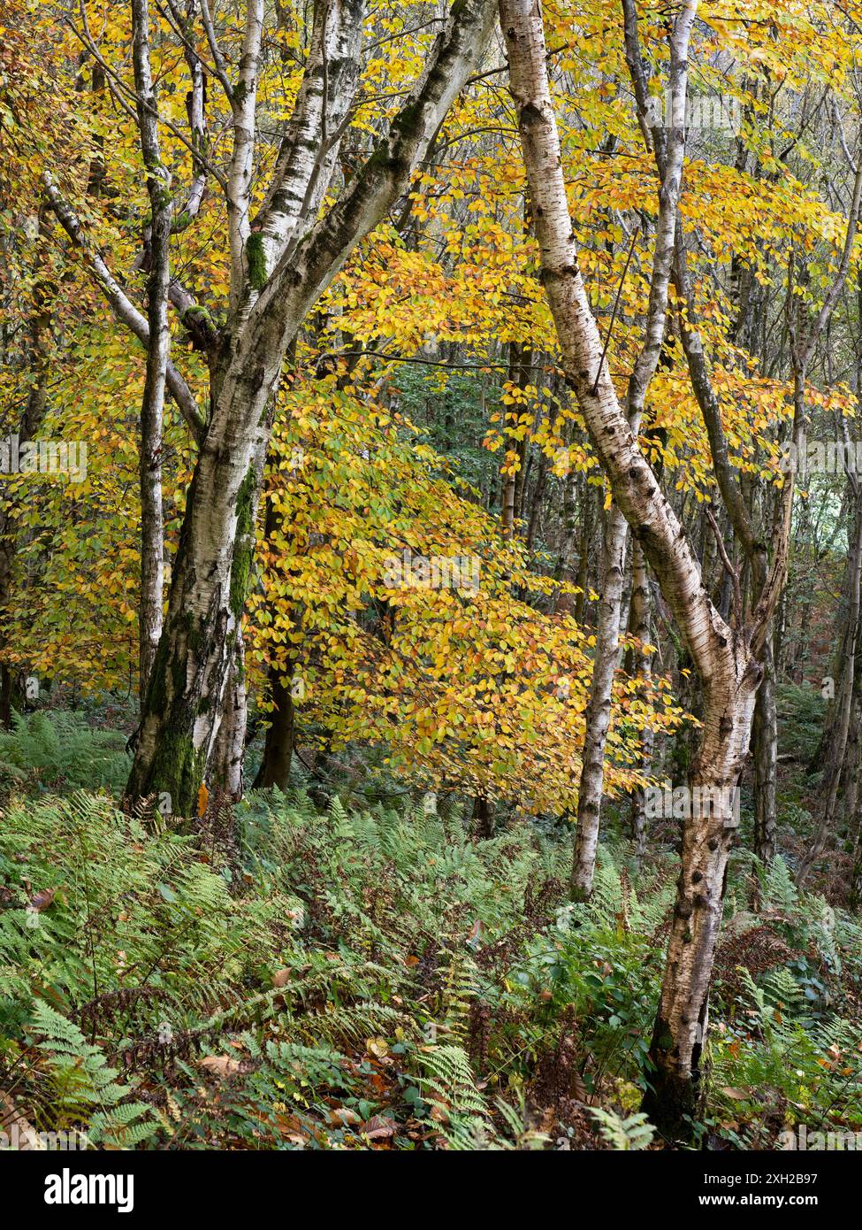 Stoke Wood above Stokesay Castle, Craven Arms, Shropshire, UK Stock ...