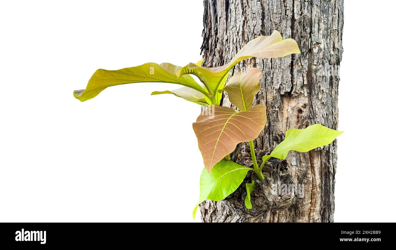 Trunk of teak tree Cut Out Stock Images & Pictures - Alamy
