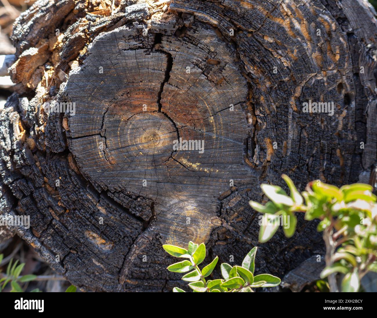 Detailed close-up of a tree stump with visible cracks, surrounded by ...