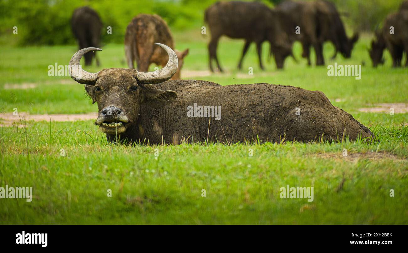 The buA friendly buffalo smiled at the photographer Stock Photo - Alamy