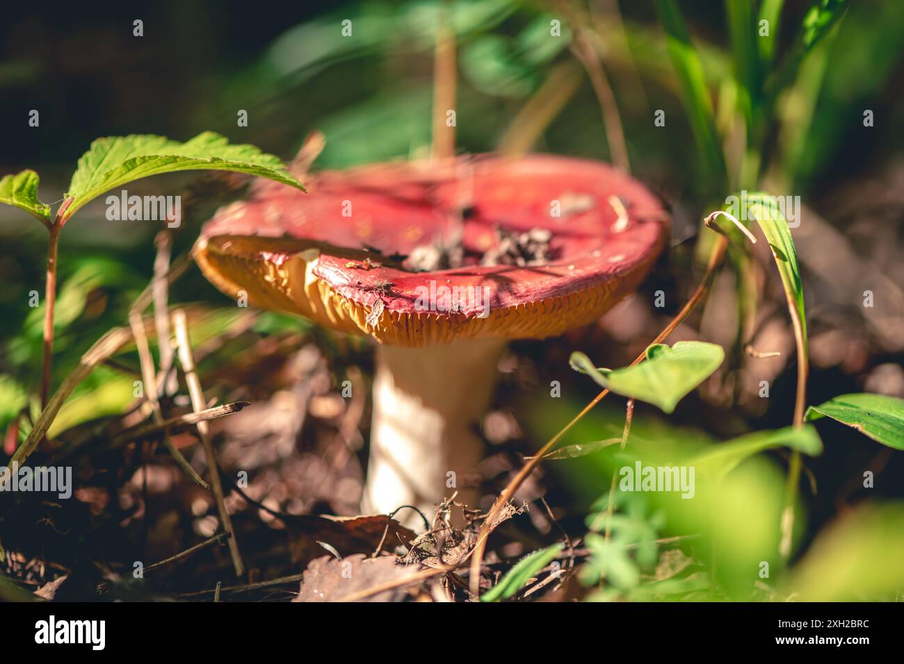 Pink russula mushroom in the forest Stock Photo - Alamy