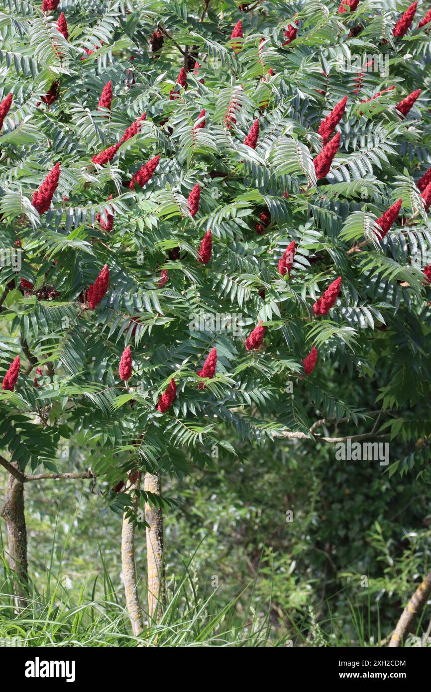 three beautiful flowering Sumacs intertwined Stock Photo - Alamy
