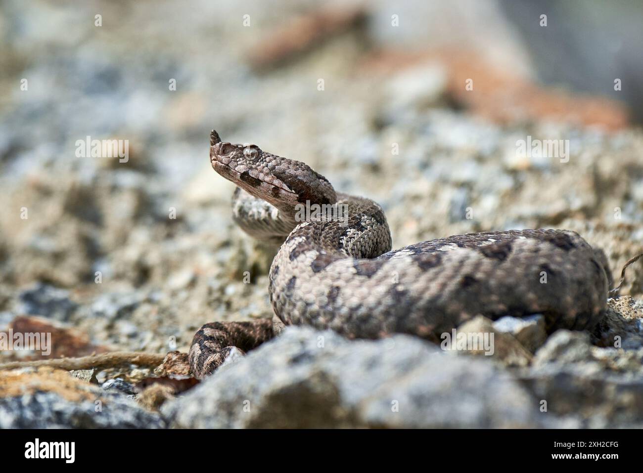 Nose horned viper male in hi-res stock photography and images - Alamy