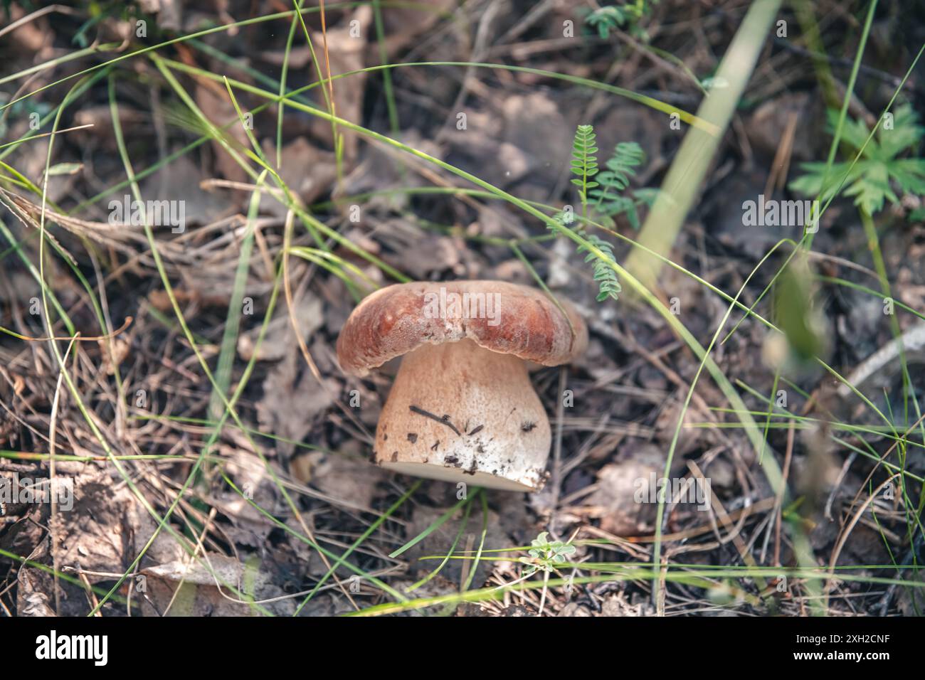 Beautiful white mushroom boletus hi-res stock photography and images ...