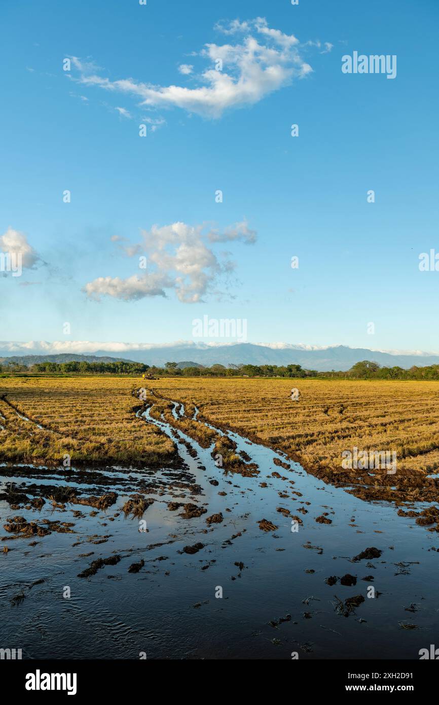 Panoramic golden rice field hi-res stock photography and images - Alamy