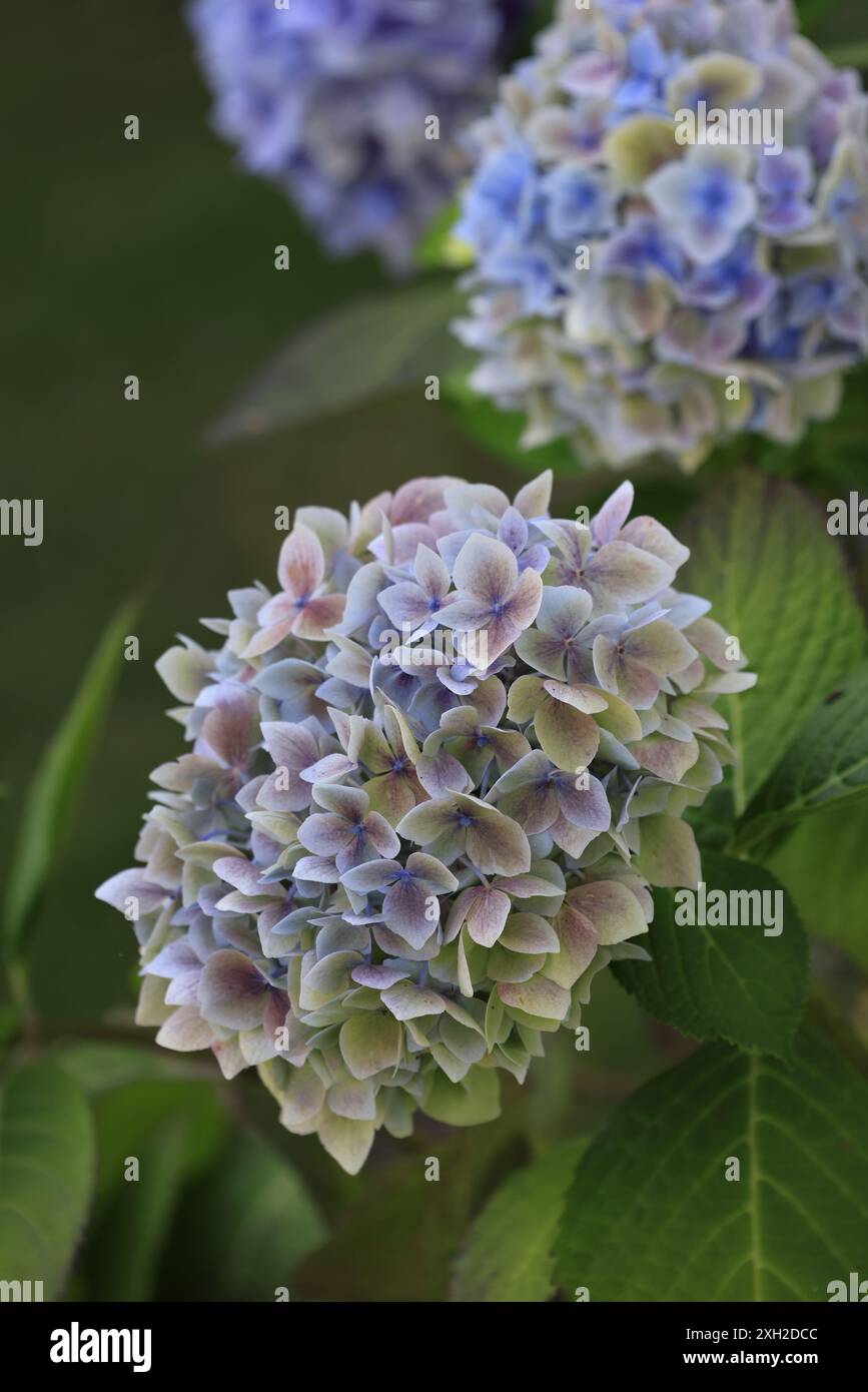 Hydrangea flowers changing color Stock Photo - Alamy
