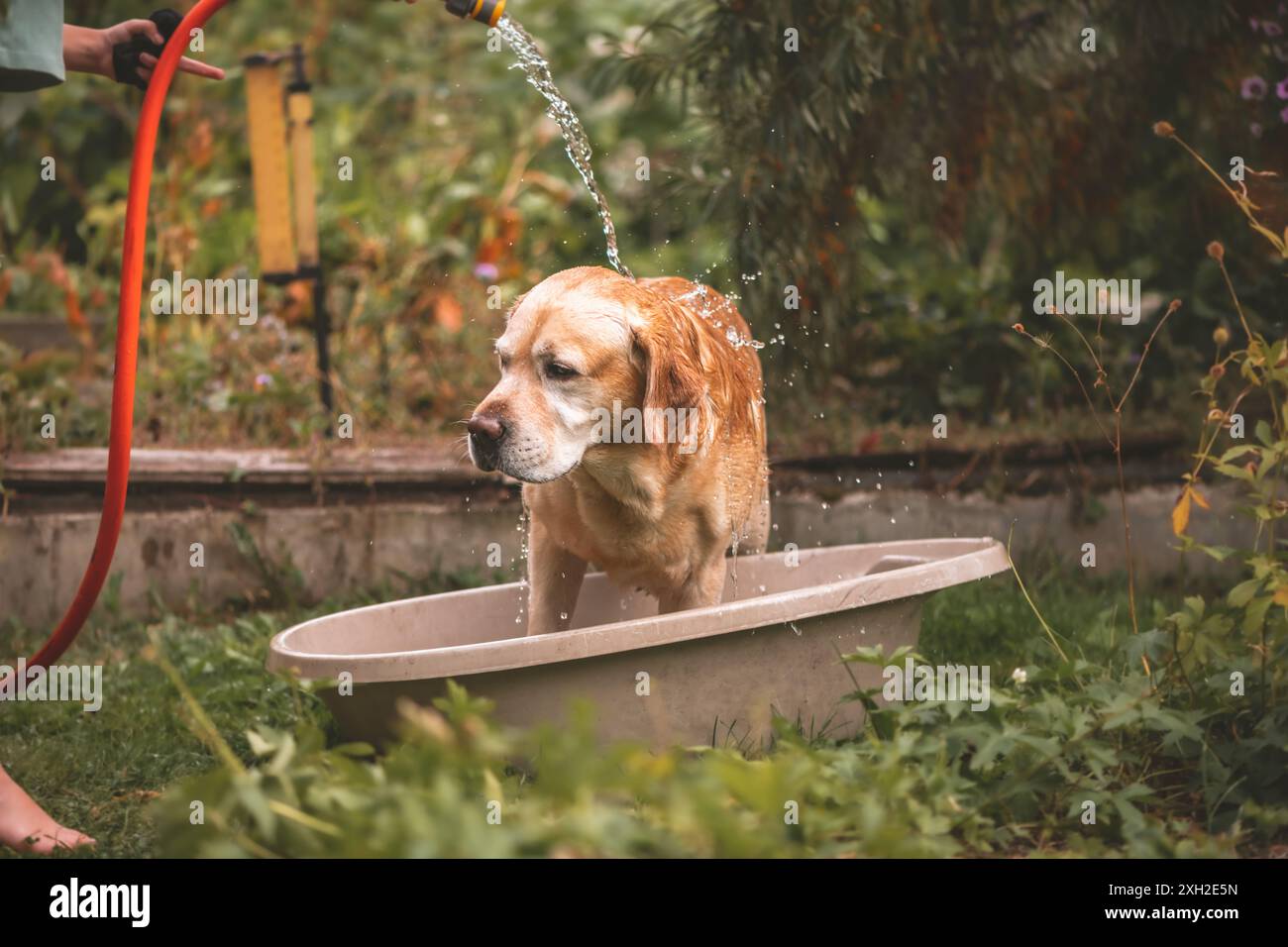 fawn adorable Labrador dog in hot weather is watered from a hose ...