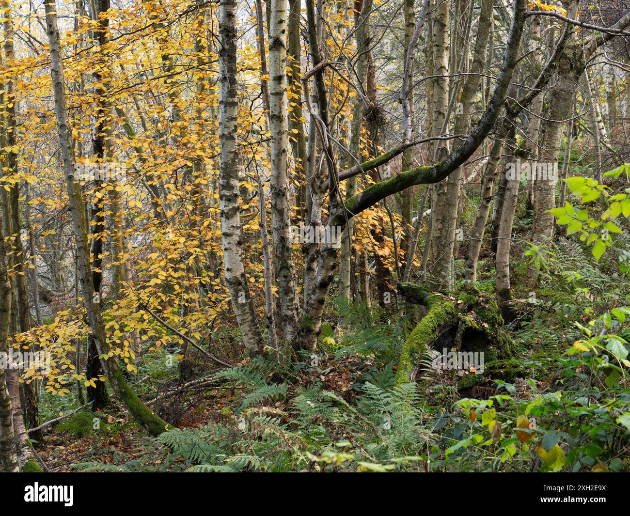 Stoke wood hi-res stock photography and images - Alamy
