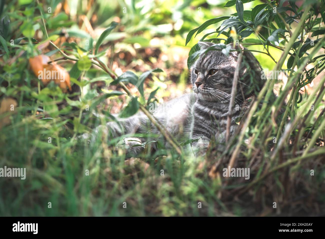 Charming scottish fold cat hi-res stock photography and images - Alamy