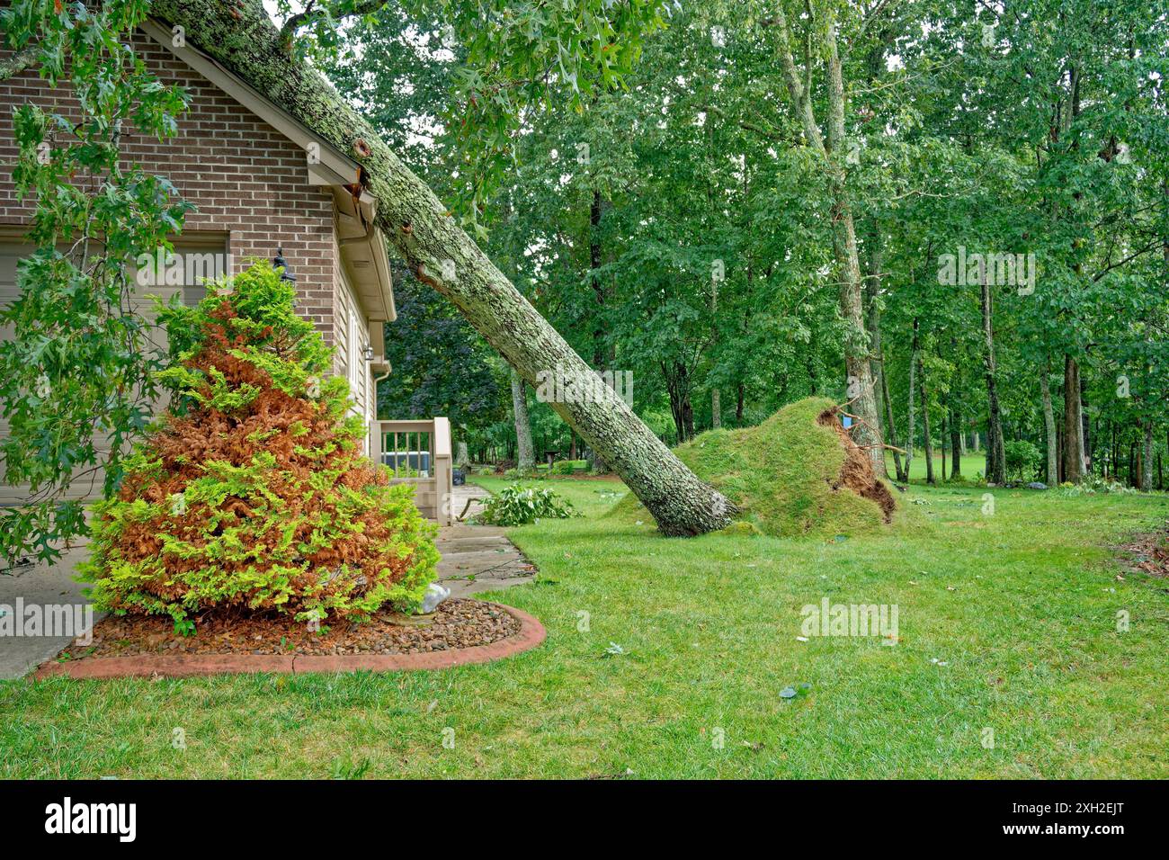 Healthy full size large oak tree uprooted from a micro burst of wind ...