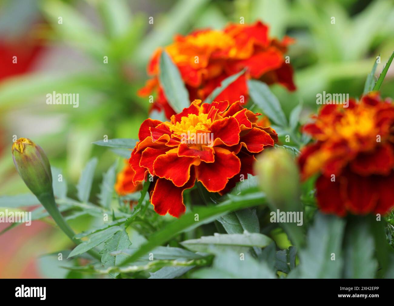 Brocade red hi-res stock photography and images - Alamy