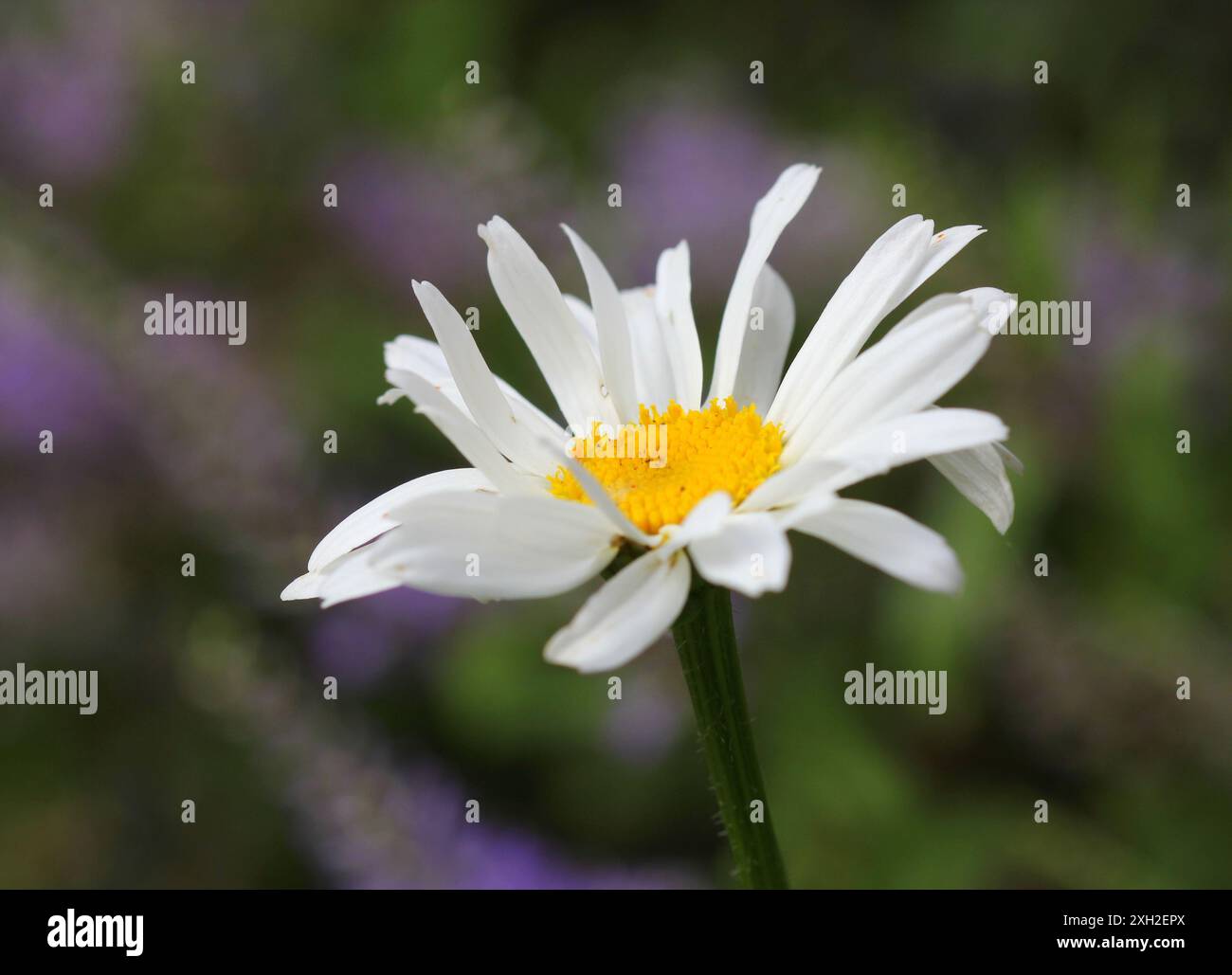 A close up of the Shasta Daisy, Perennial leucanthemum Stock Photo - Alamy