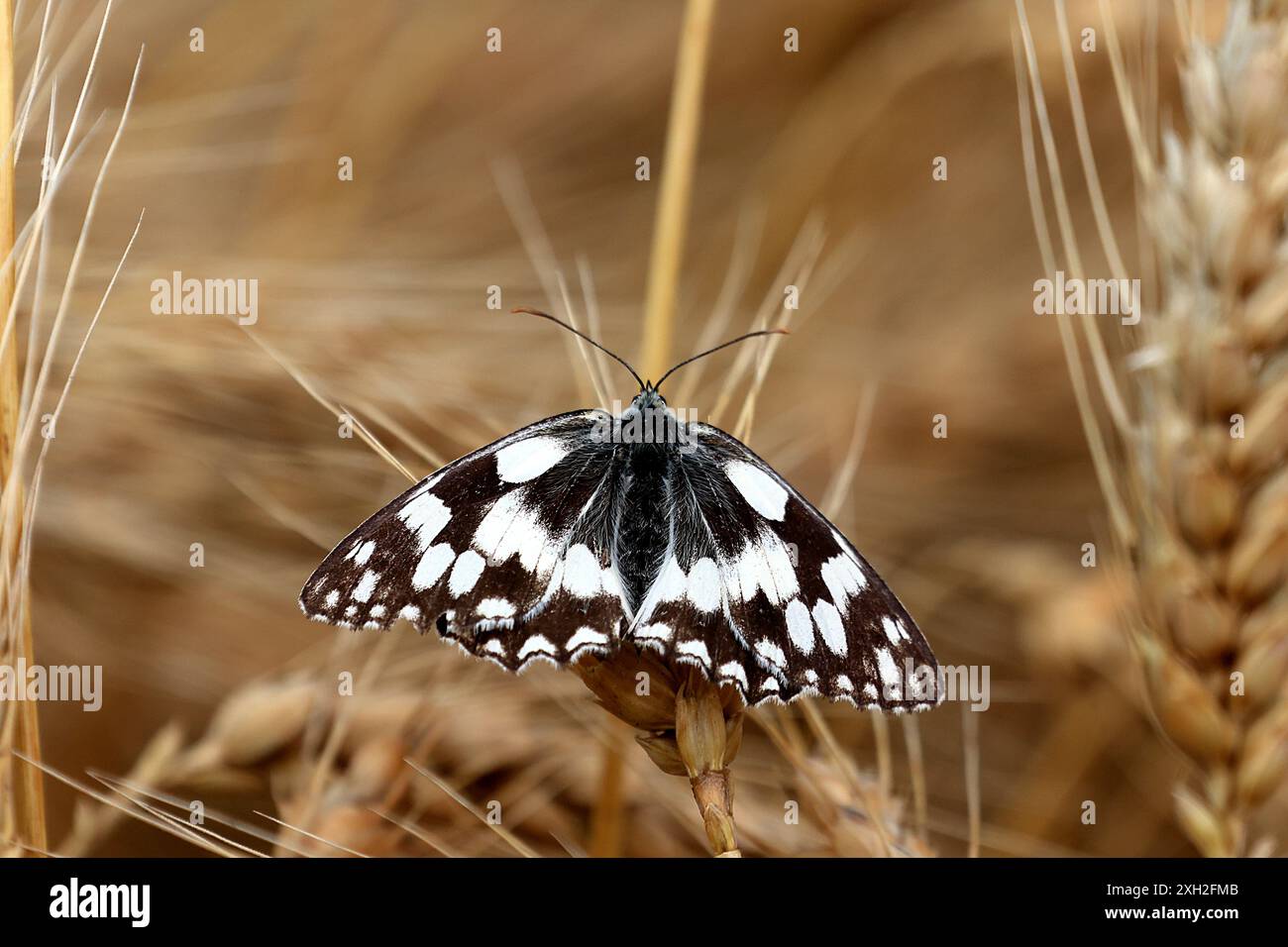 Checkerboard butterfly hi-res stock photography and images - Alamy