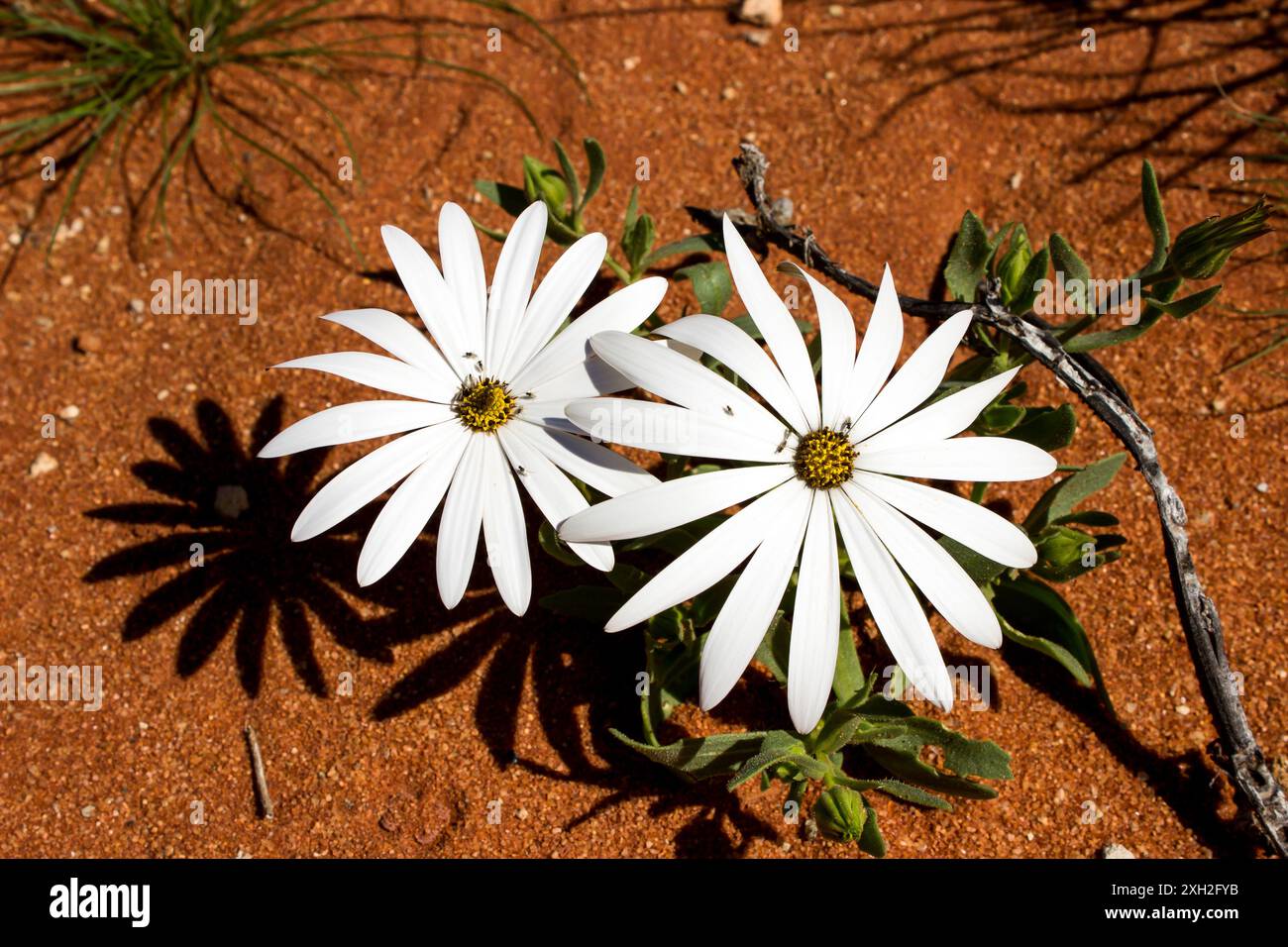 Ursinia chrysanthemoides hi-res stock photography and images - Alamy