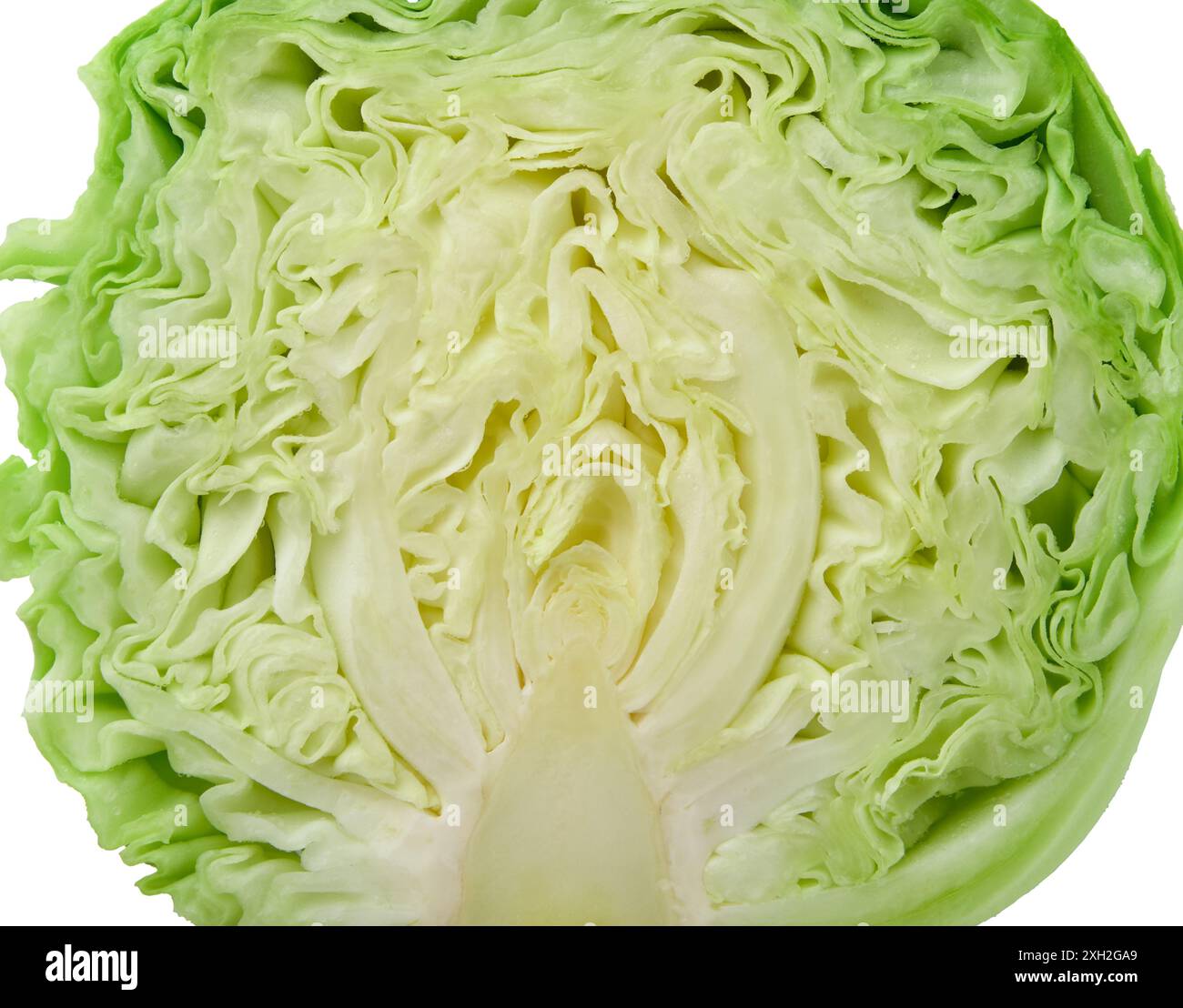 Cabbage with clipping path. Close up background and texture of green ...