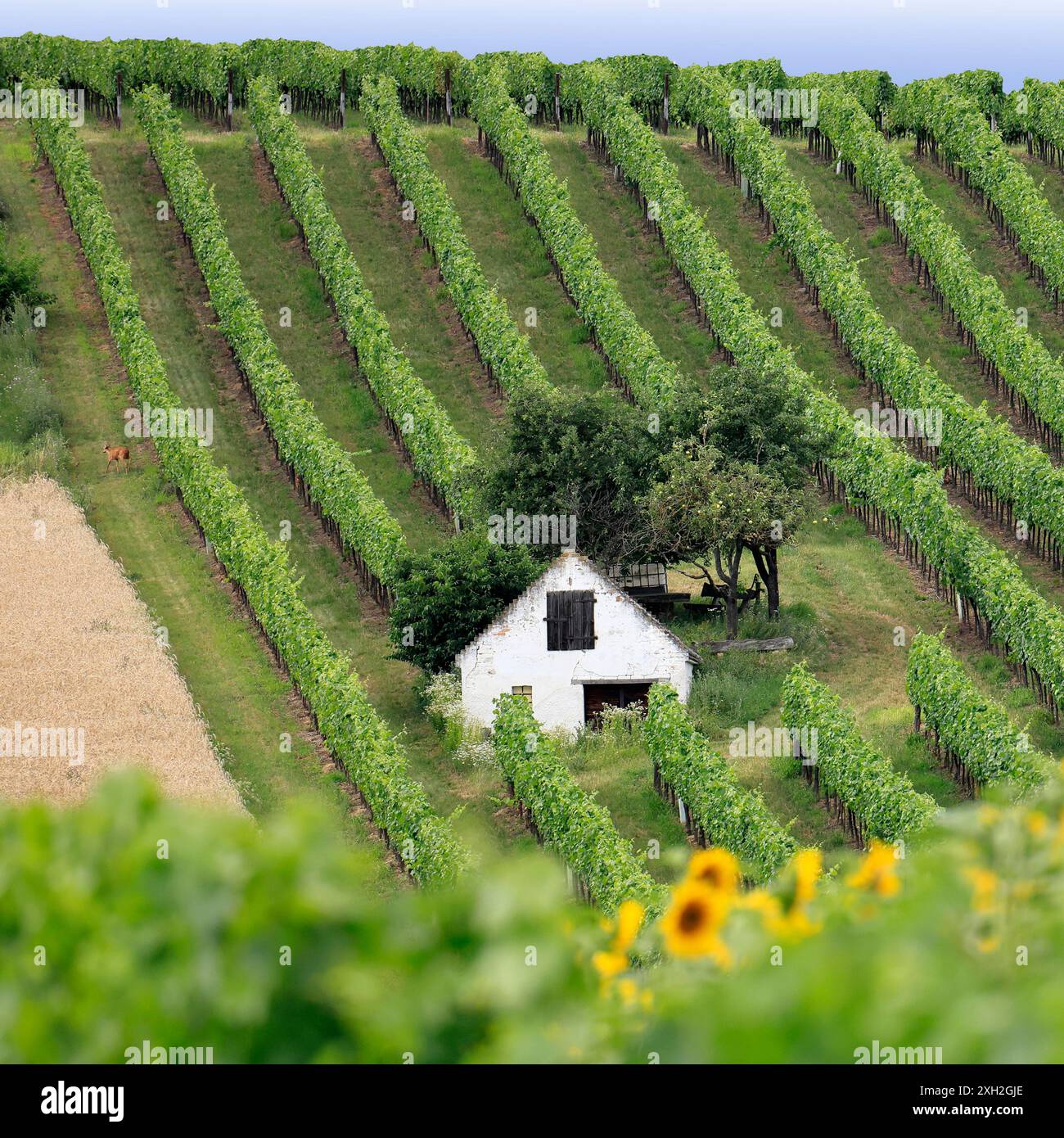 A small piece of the Lower Austrian Weinviertel with a vineyard, press ...