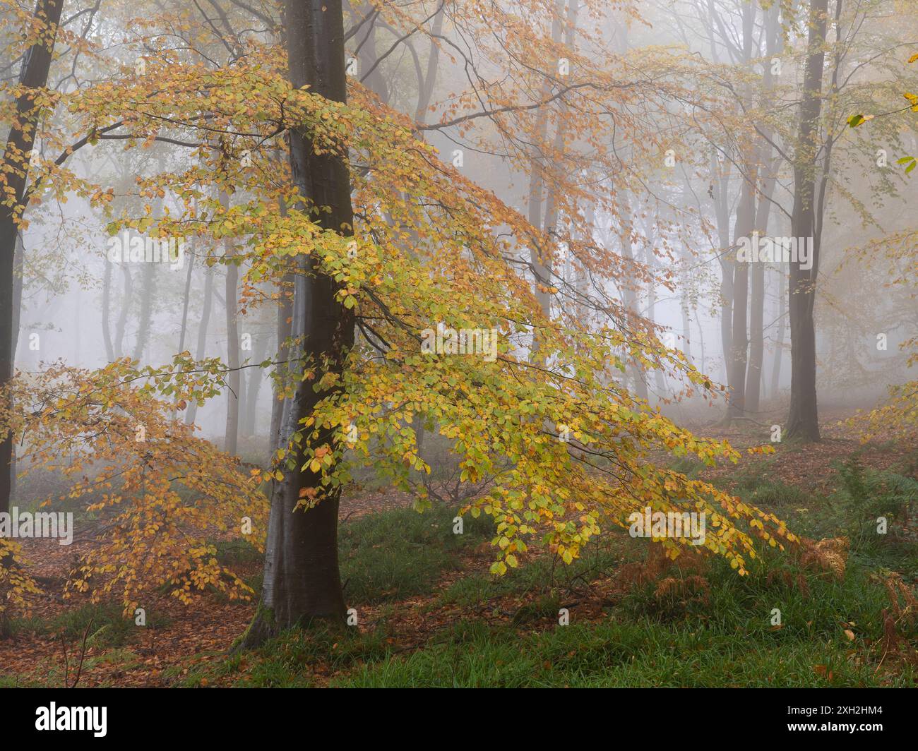 Mixed woodland at Mortimer Forest, Ludlow, Shropshire, UK Stock Photo ...