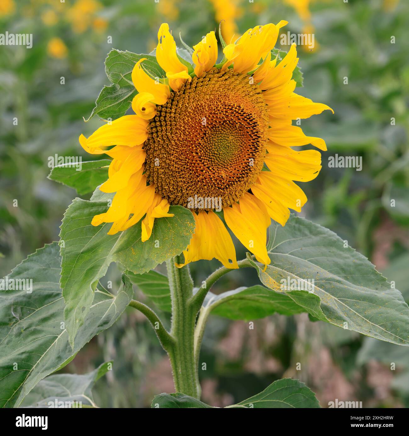 The cultural landscape of the Lower Austrian Weinviertel with vineyards ...