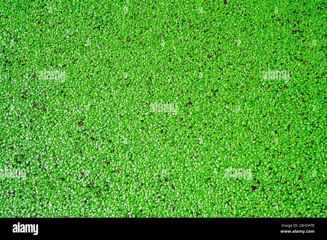water in the lake, completely covered with duckweed, natural background ...