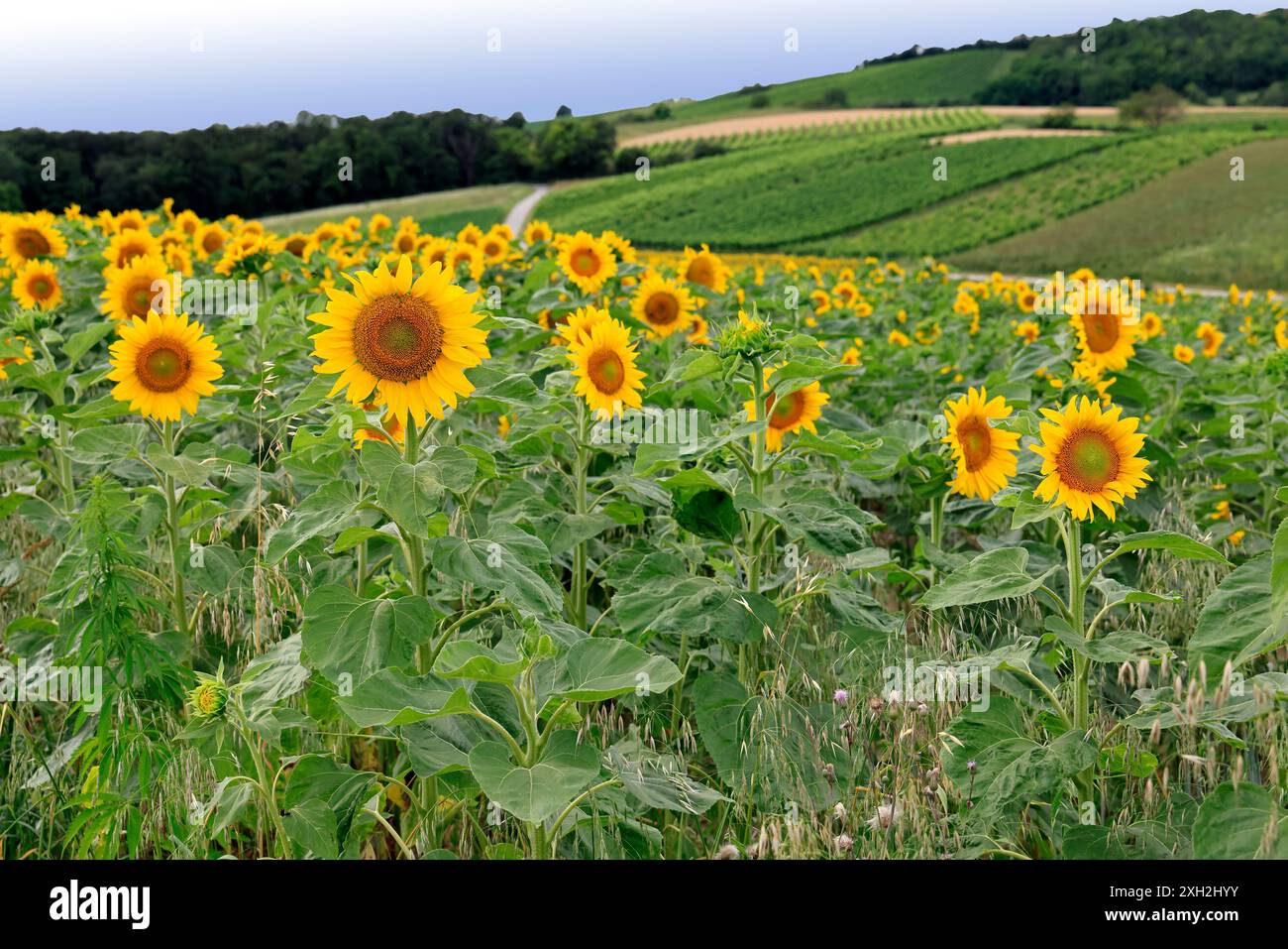 The cultural landscape of the Lower Austrian Weinviertel with vineyards ...