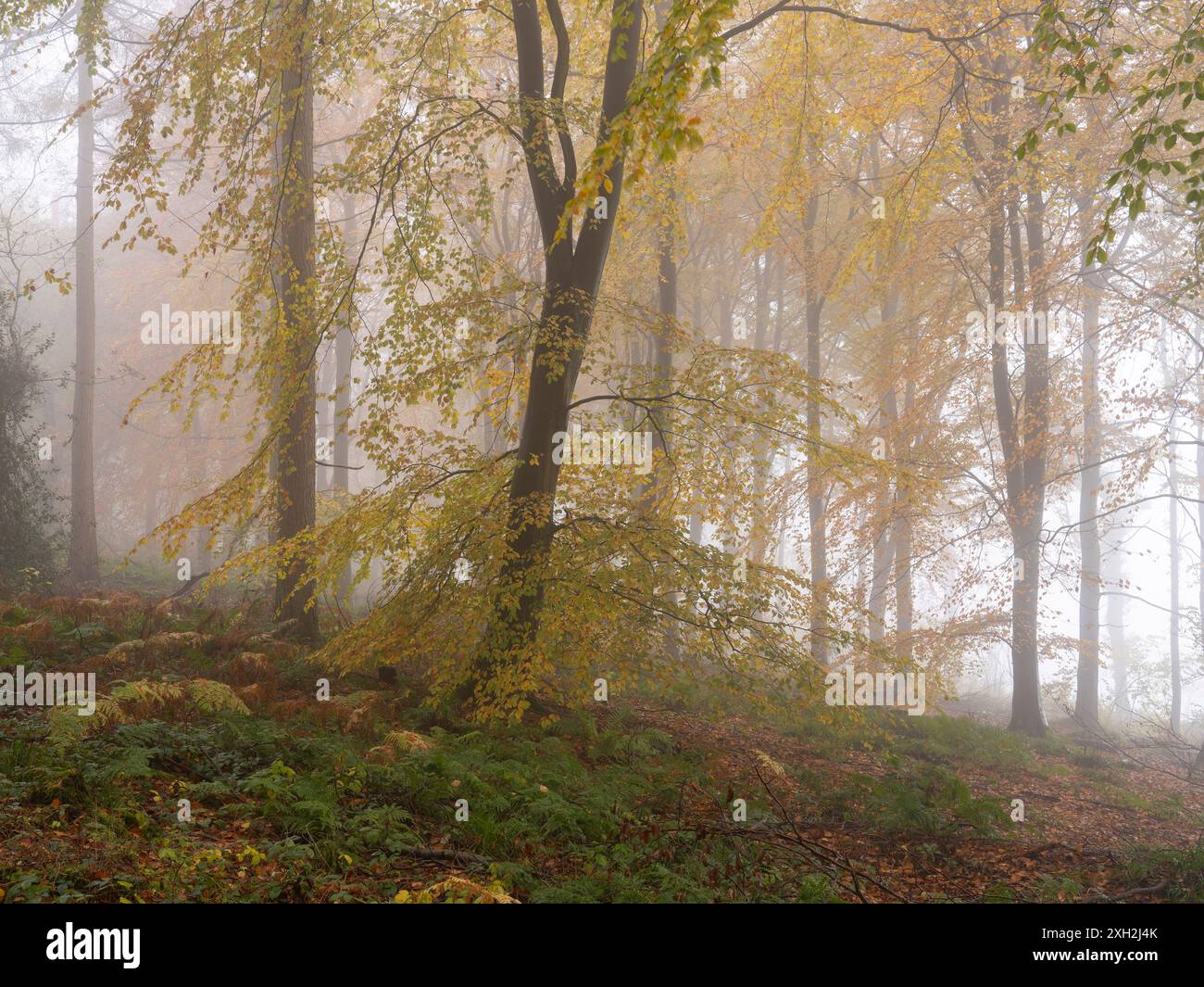 Mixed woodland at Mortimer Forest, Ludlow, Shropshire, UK Stock Photo ...