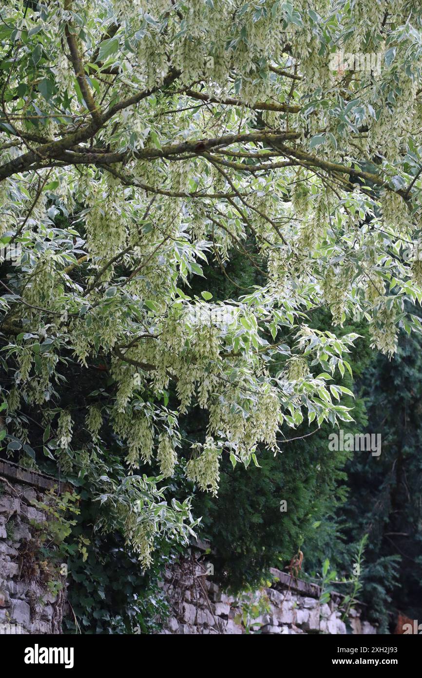 Ash leaved maple varieties hi-res stock photography and images - Alamy