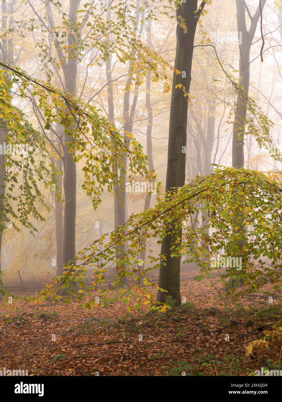 Mixed woodland at Mortimer Forest, Ludlow, Shropshire, UK Stock Photo ...
