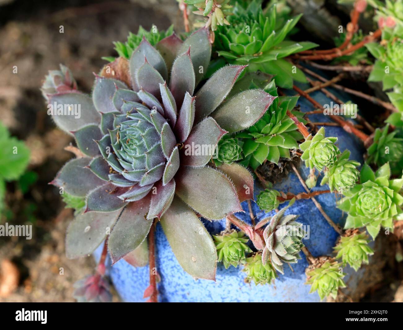 A spherical flower pot with houseleeks and young offshoots Stock Photo ...