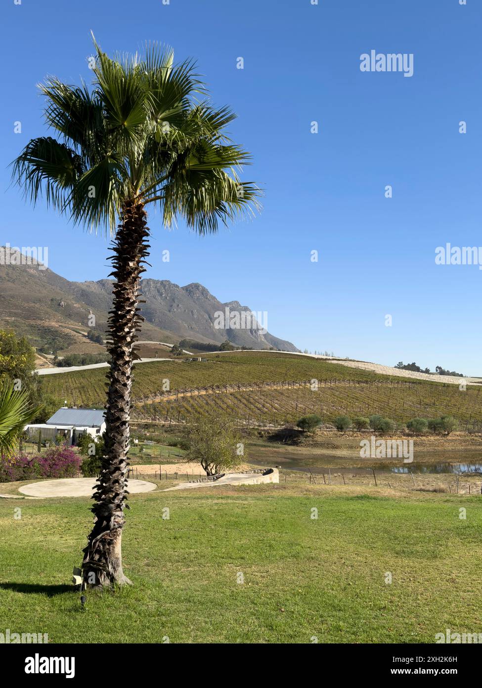 Riebeek Kasteel, Swartland, Western Cape, South Africa. 25.04. 2024 ...