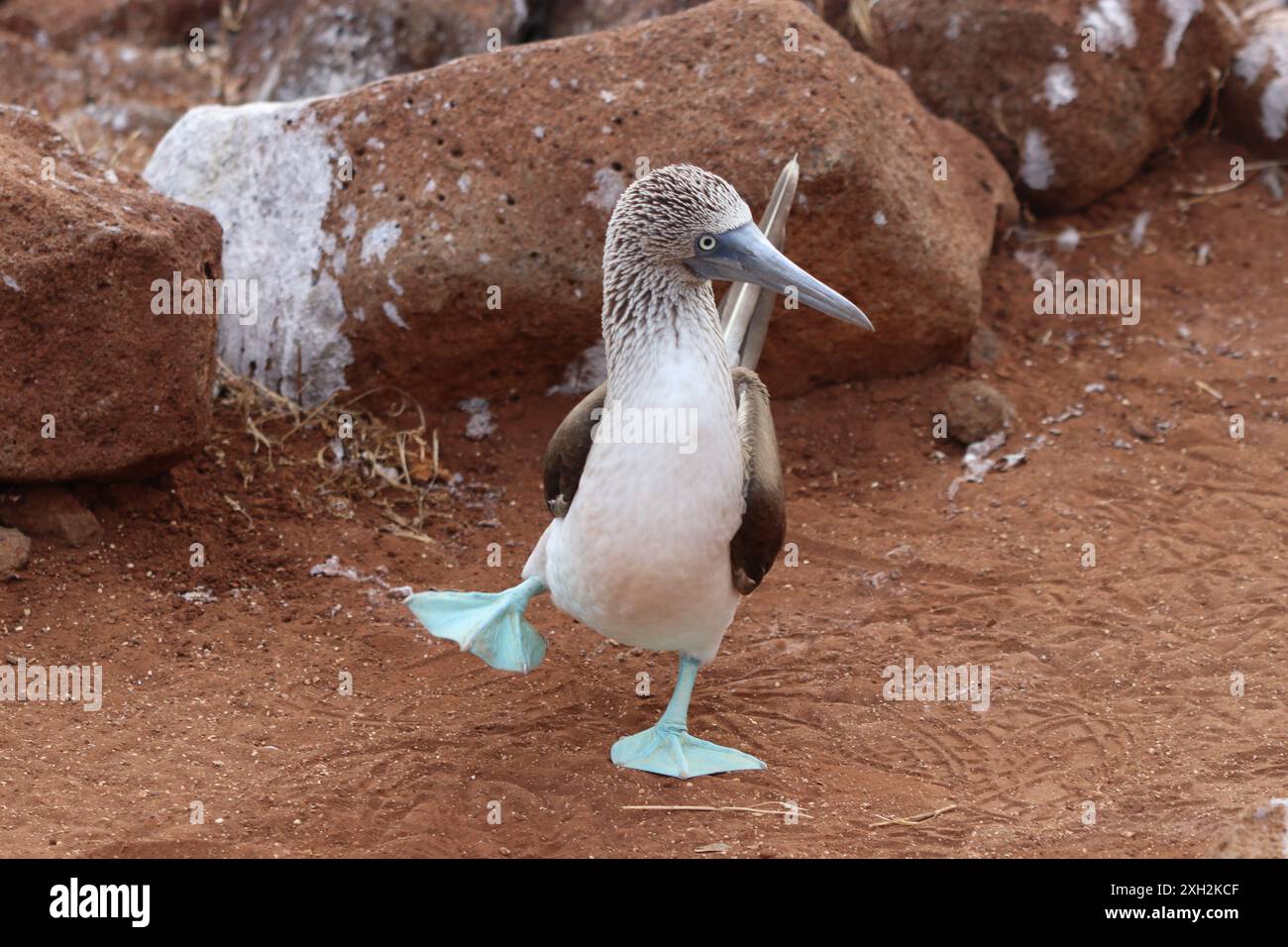 Isla seymour norte galápagos hi-res stock photography and images - Alamy