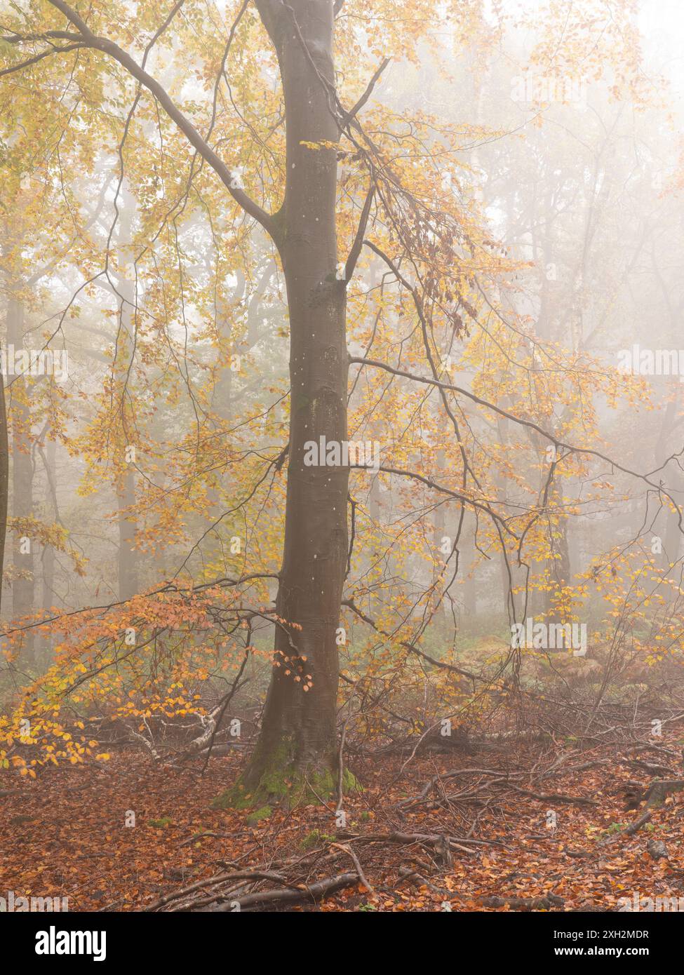 Mixed woodland at Mortimer Forest, Ludlow, Shropshire, UK Stock Photo ...